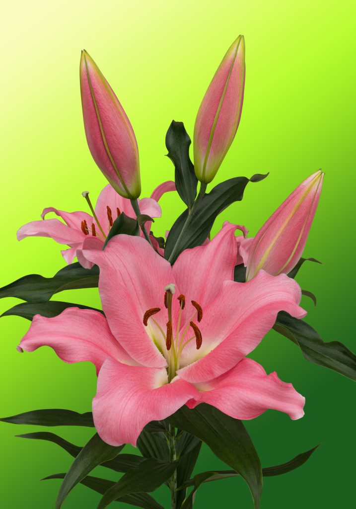 Products – Worldbreeding