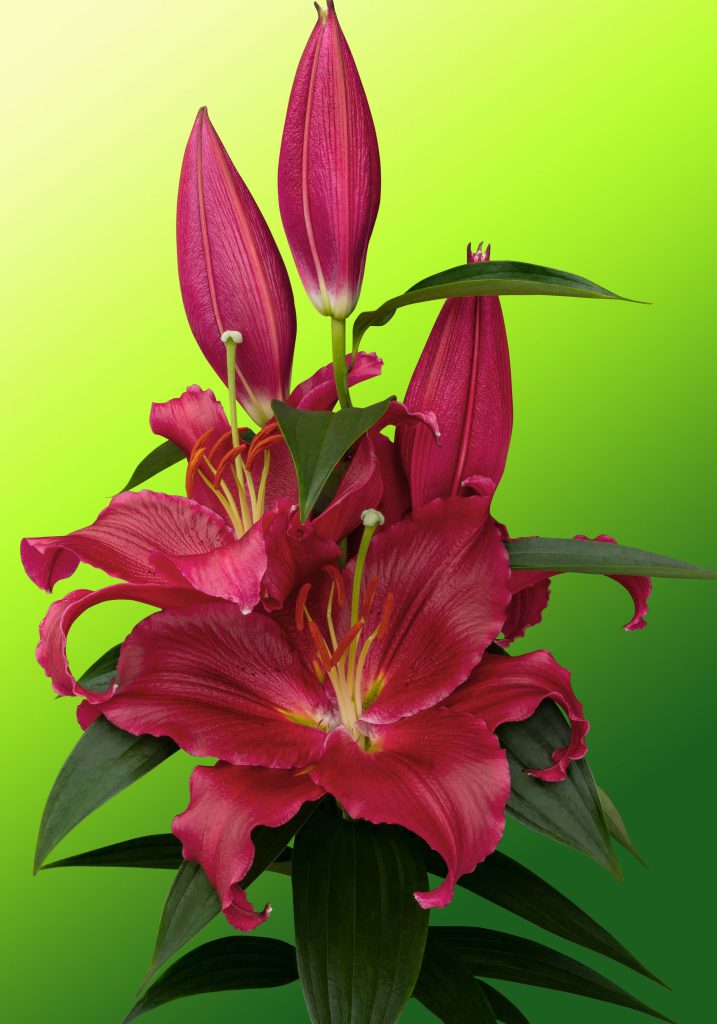 Edine – Worldbreeding